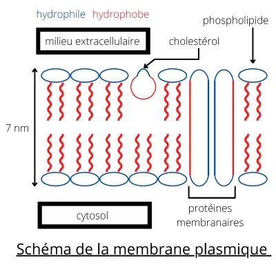 Schéma Simple et Résumé de la Structure et Fonction de la Membrane ...