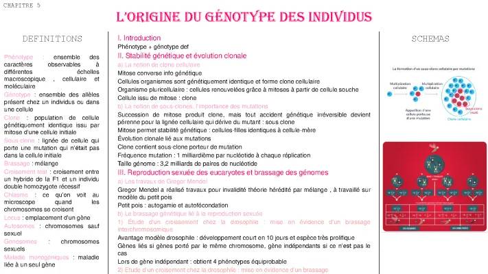 Tout sur le génotype : fiche de révision et exercices corrigés (SVT) - Knowunity