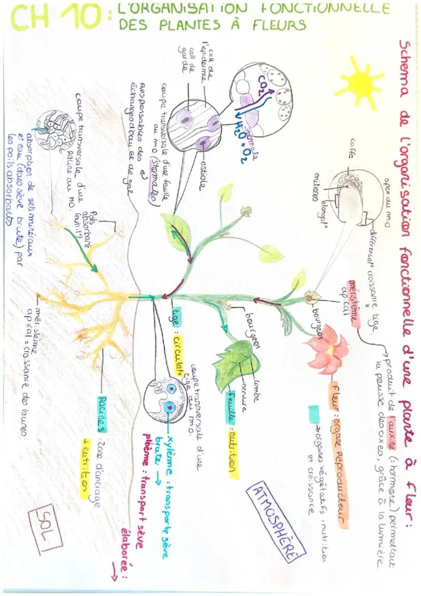 L'organisation Fonctionnelle des Plantes à Fleurs - Schéma SVT ...