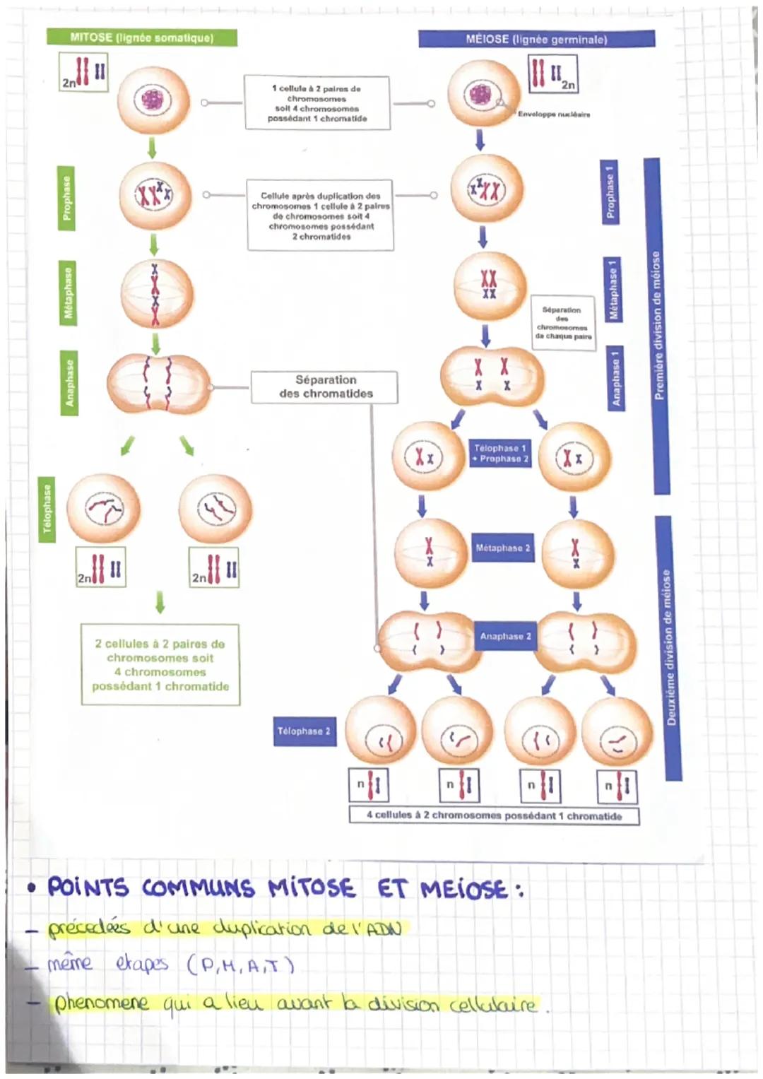 Tableau de comparaison entre la mitose et la méiose - Schémas et PDF pour comprendre (SVT ...