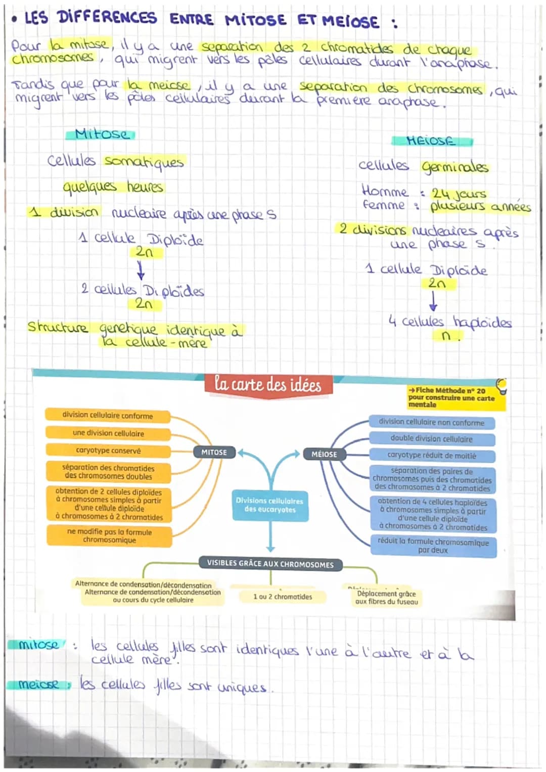 Tableau de comparaison entre la mitose et la méiose - Schémas et PDF ...