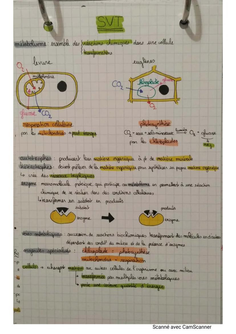TP Seconde SVT Métabolisme Cellulaire Corrigé - Fiche de Révision et Exemples (SVT) - Knowunity