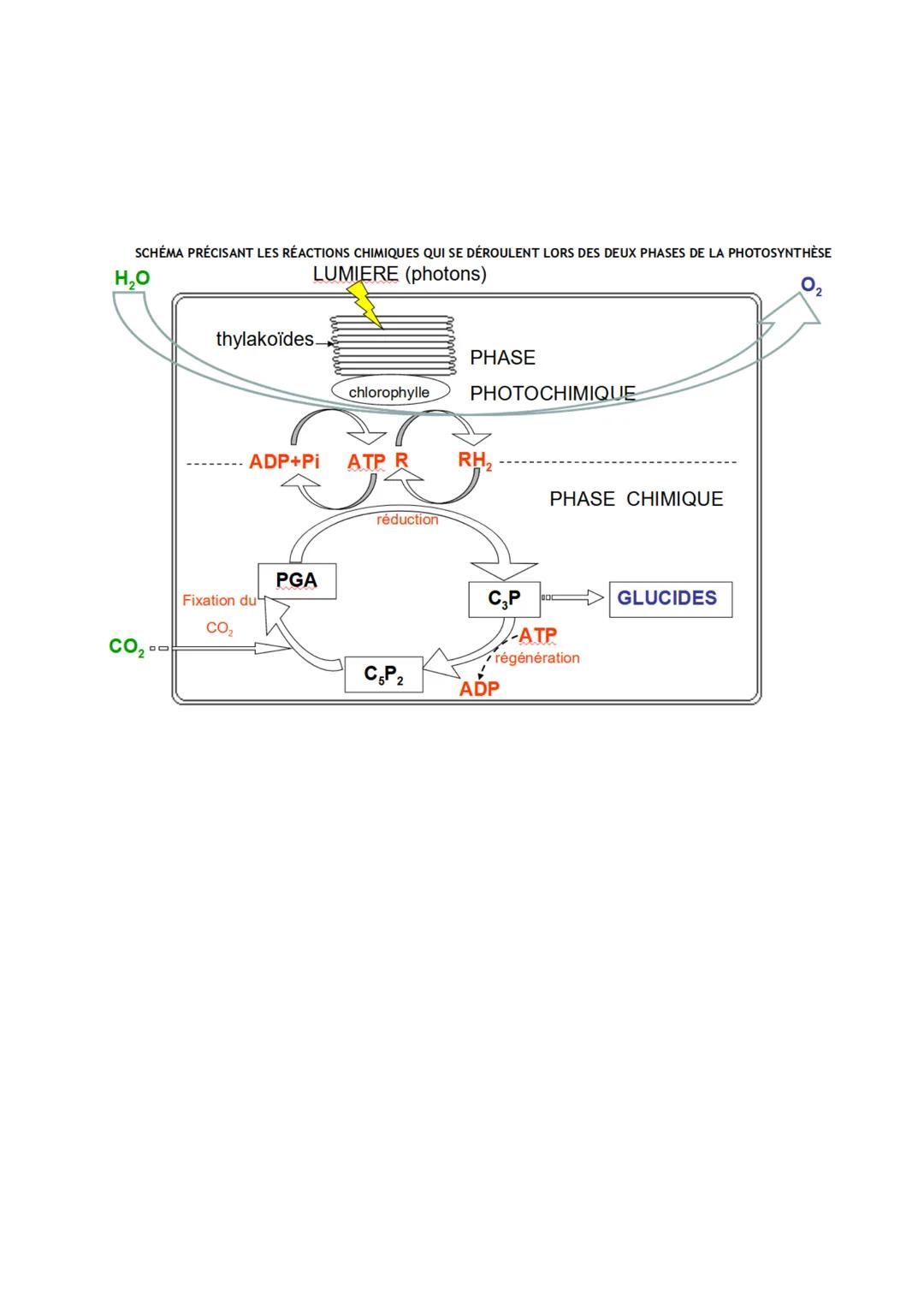Shémas TOUT les chapitres (SVT) - Knowunity