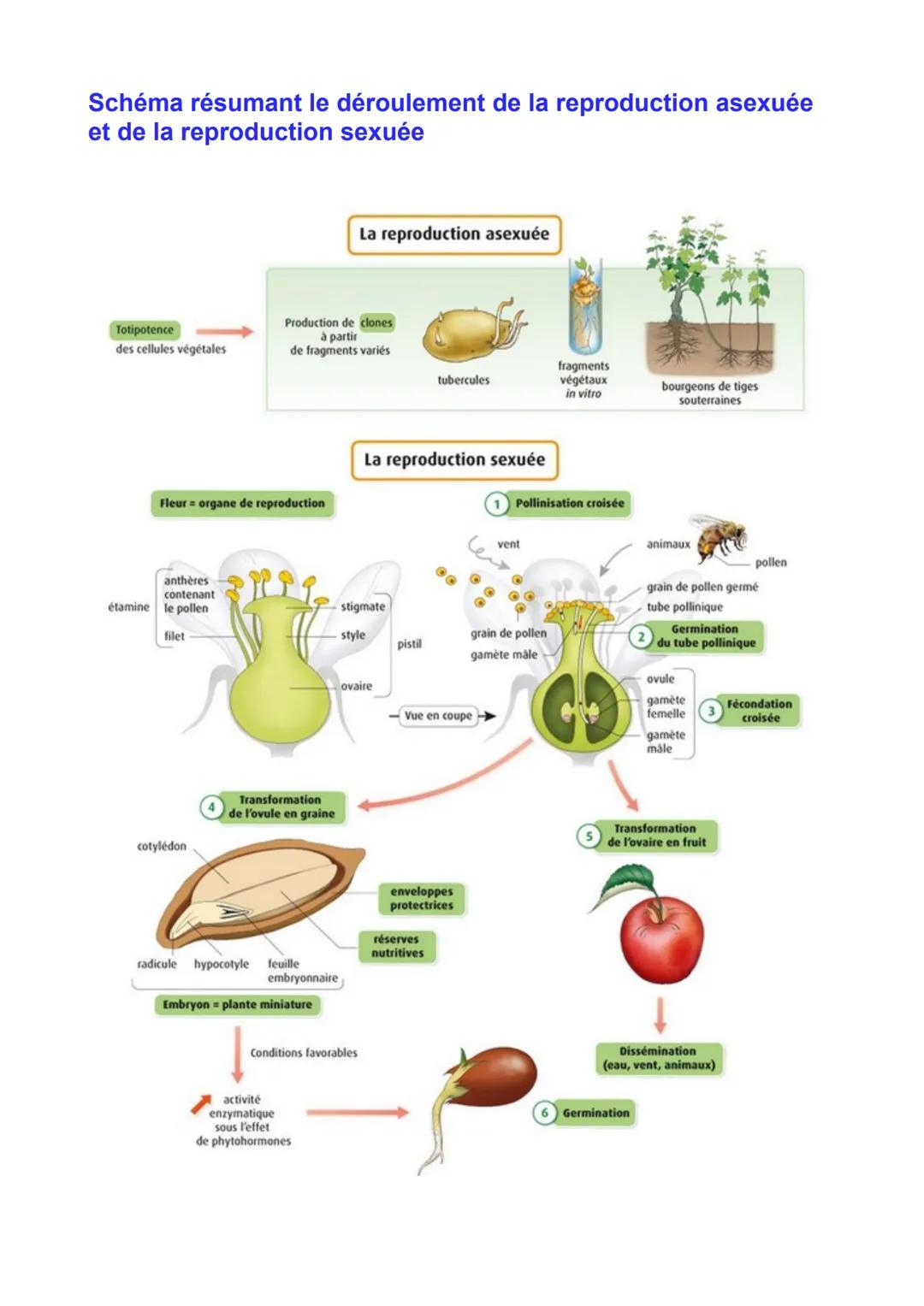 Shémas TOUT les chapitres (SVT) - Knowunity