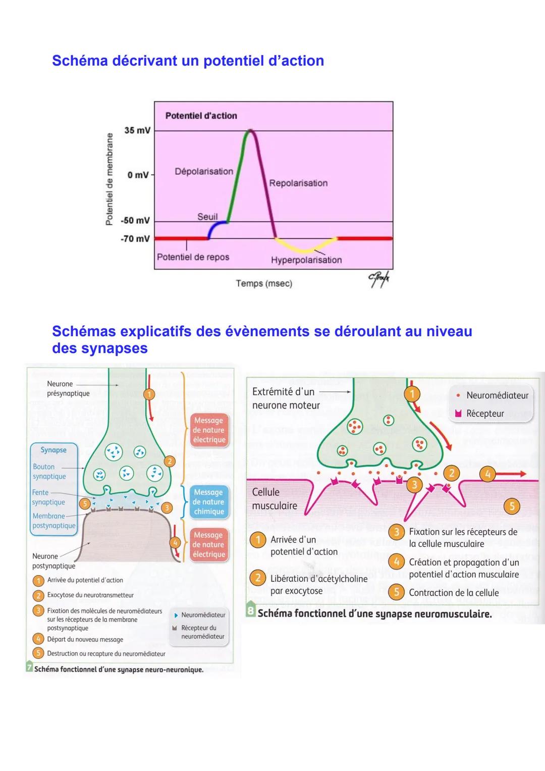 Shémas TOUT les chapitres (SVT) - Knowunity