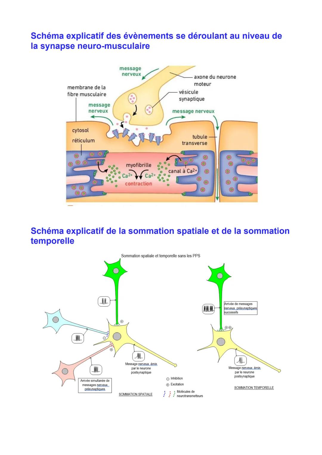 Shémas TOUT les chapitres (SVT) - Knowunity