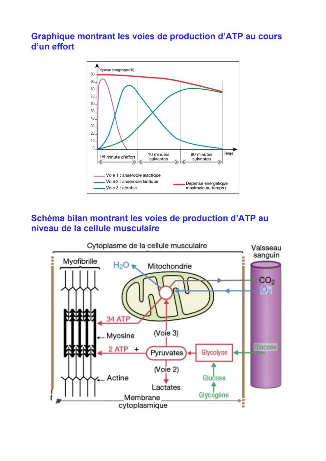 Shémas TOUT les chapitres (SVT) - Knowunity