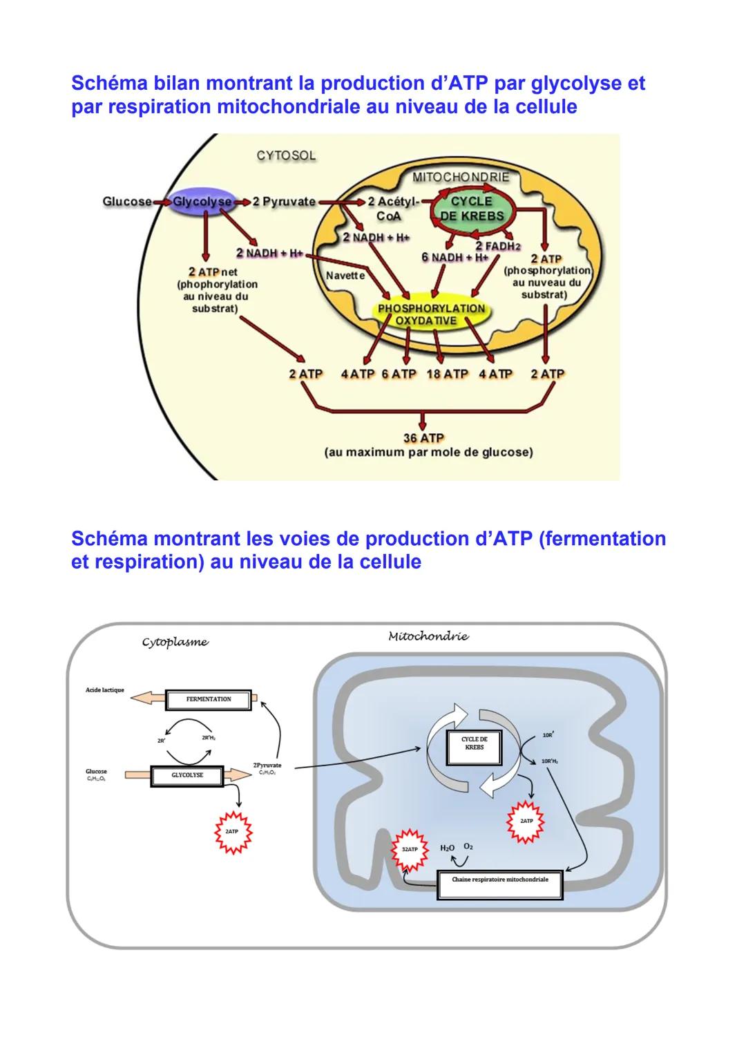 Shémas TOUT les chapitres (SVT) - Knowunity