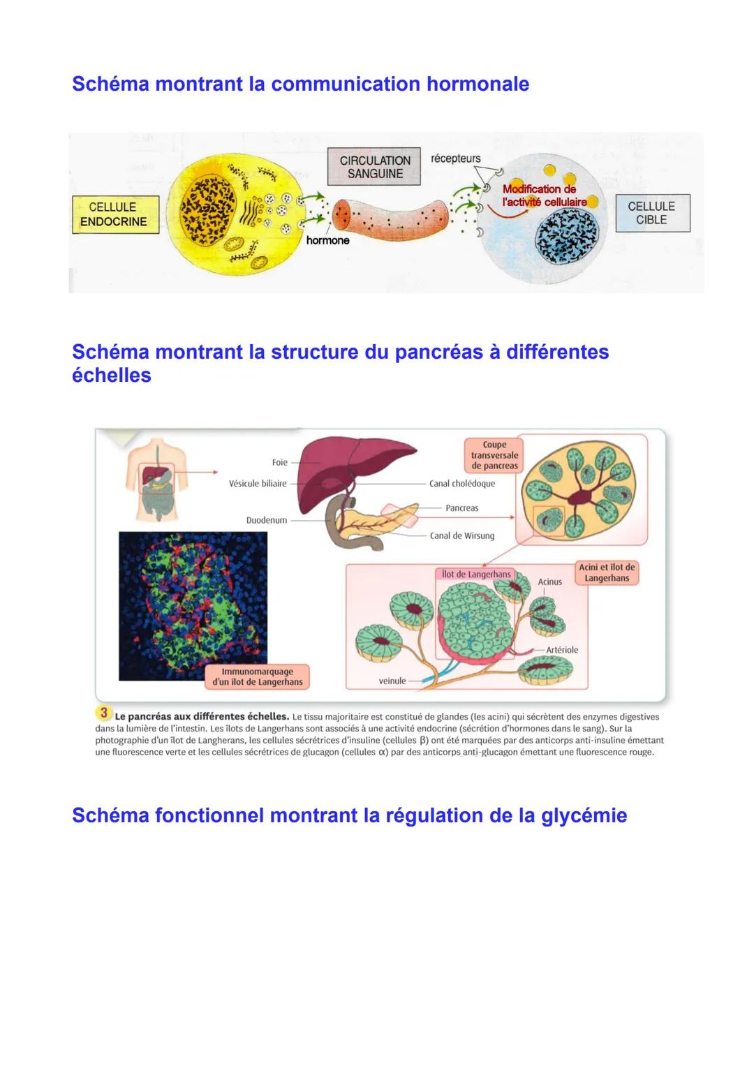 Shémas TOUT les chapitres (SVT) - Knowunity