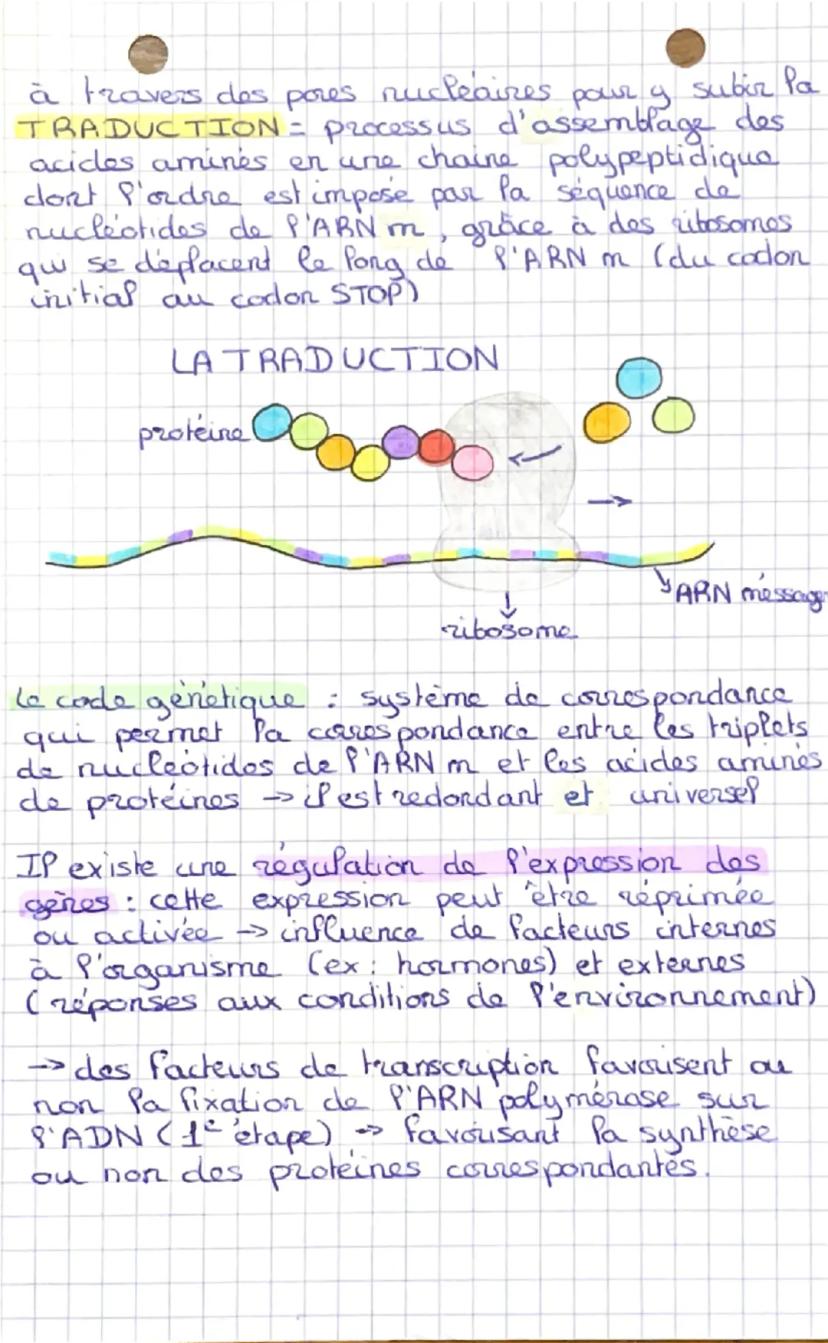 redondant traduction