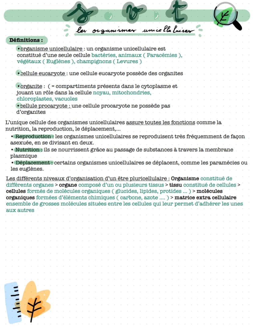 SVT : Organismes unicellulaires et pluricellulaires, exemples et ...