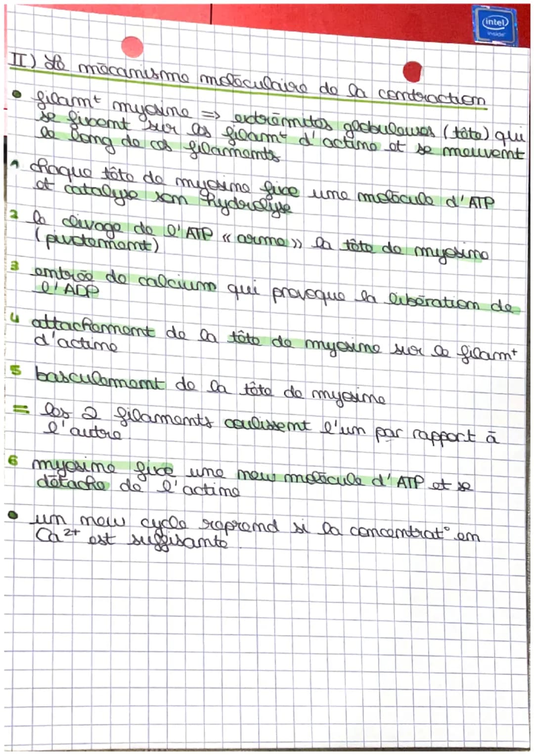 Les 5 étapes de la contraction musculaire & rôle du calcium (SVT) en ...