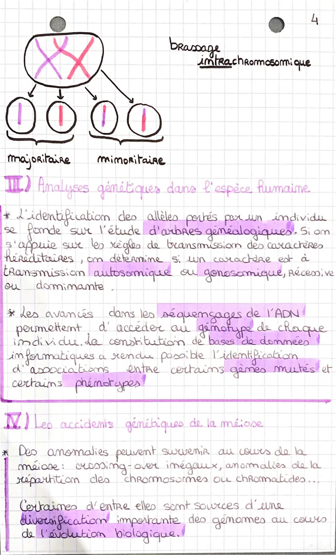 Explication simple: L'origine du Génotype et Diversité Génétique : Fiche de Révision pour ...