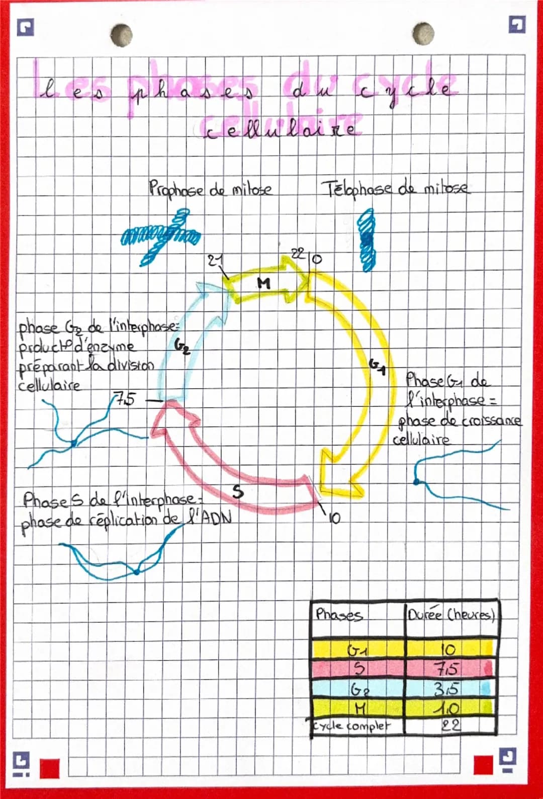 Comprendre les phases du cycle cellulaire (SVT) en PDF - Knowunity