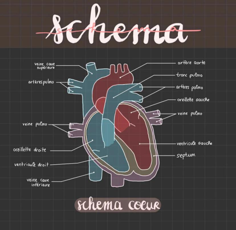 Schéma du cœur simple et anatomie - Cœur humain dessin (SVT) - Knowunity