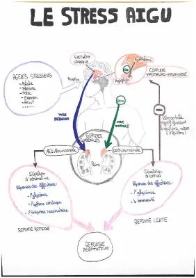 Tout sur le Schéma Stress Aigu et Chronique en SVT Terminale (SVT ...