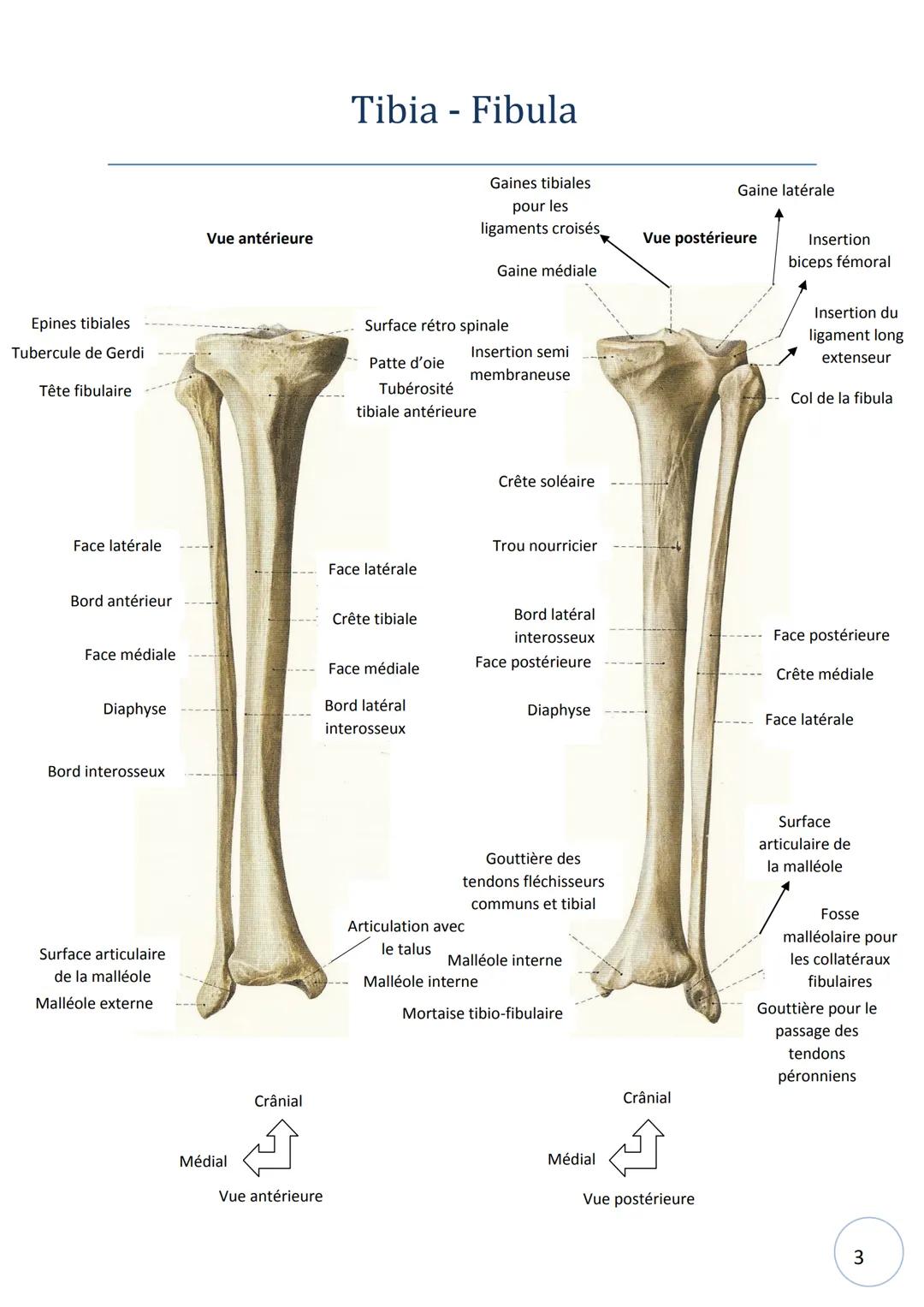Découvre l'anatomie des os : le fémur, le tibia et la fibula, et les os ...