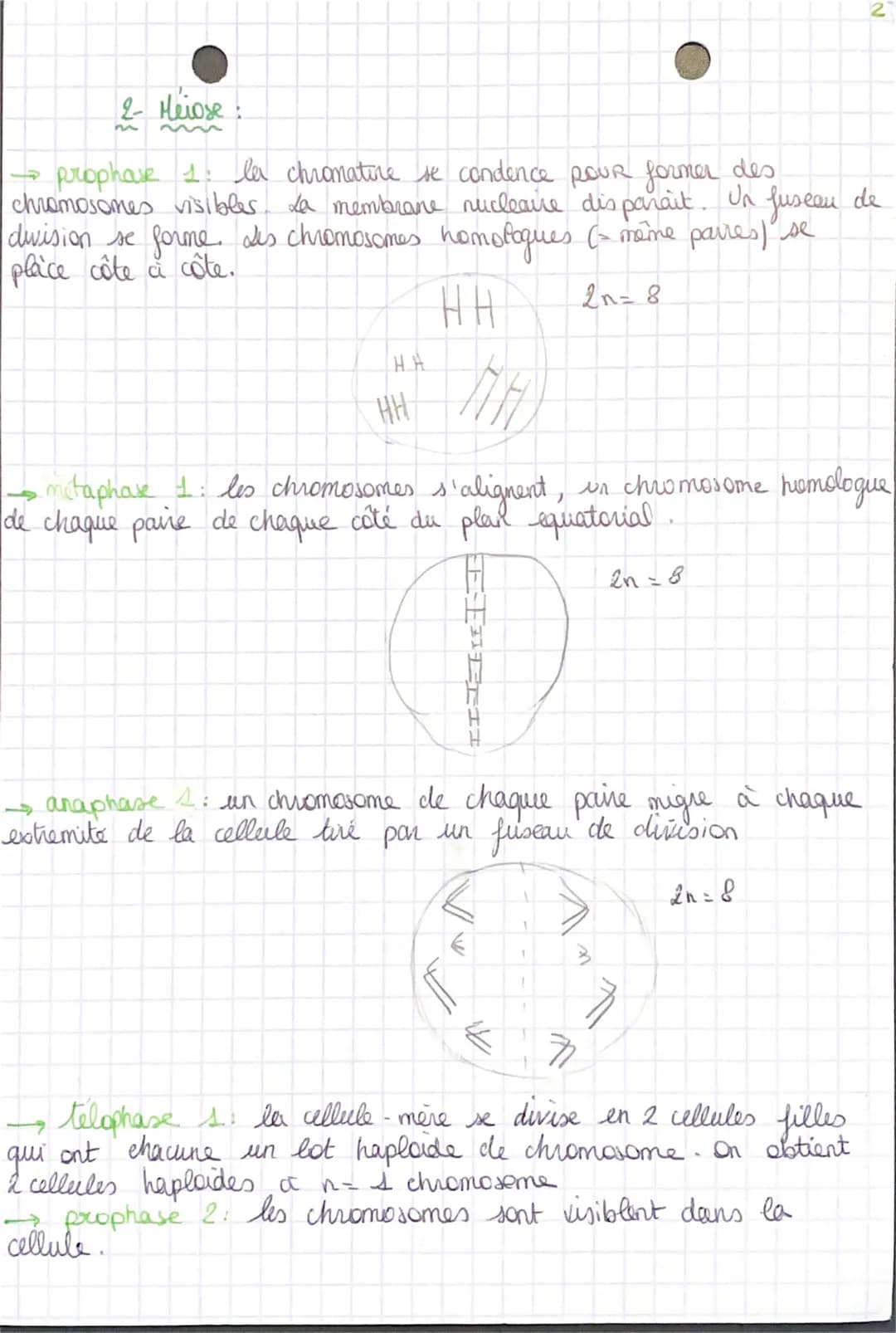 Les étapes de la division cellulaire: mitose et méiose, schéma et PDF ...