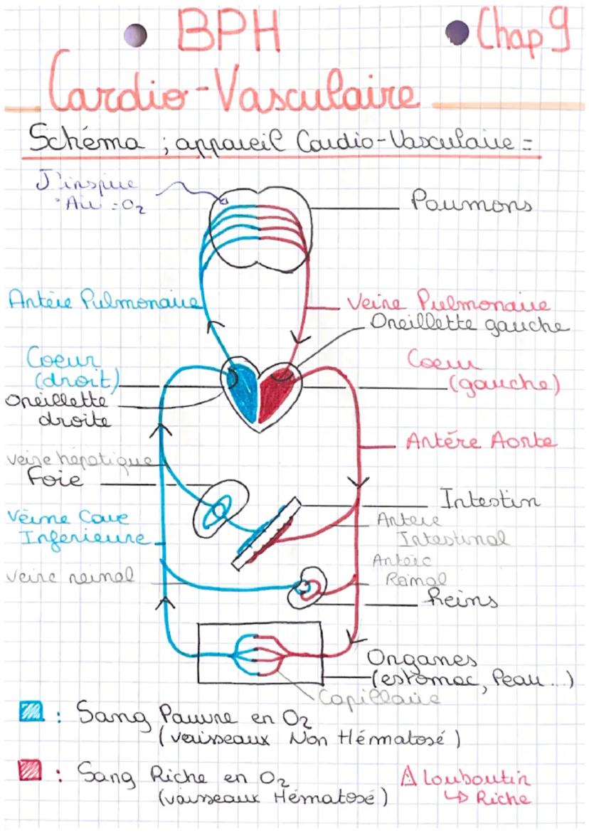 Tout sur le Cœur et le Système Cardio-Vasculaire: Schémas et PDF ...