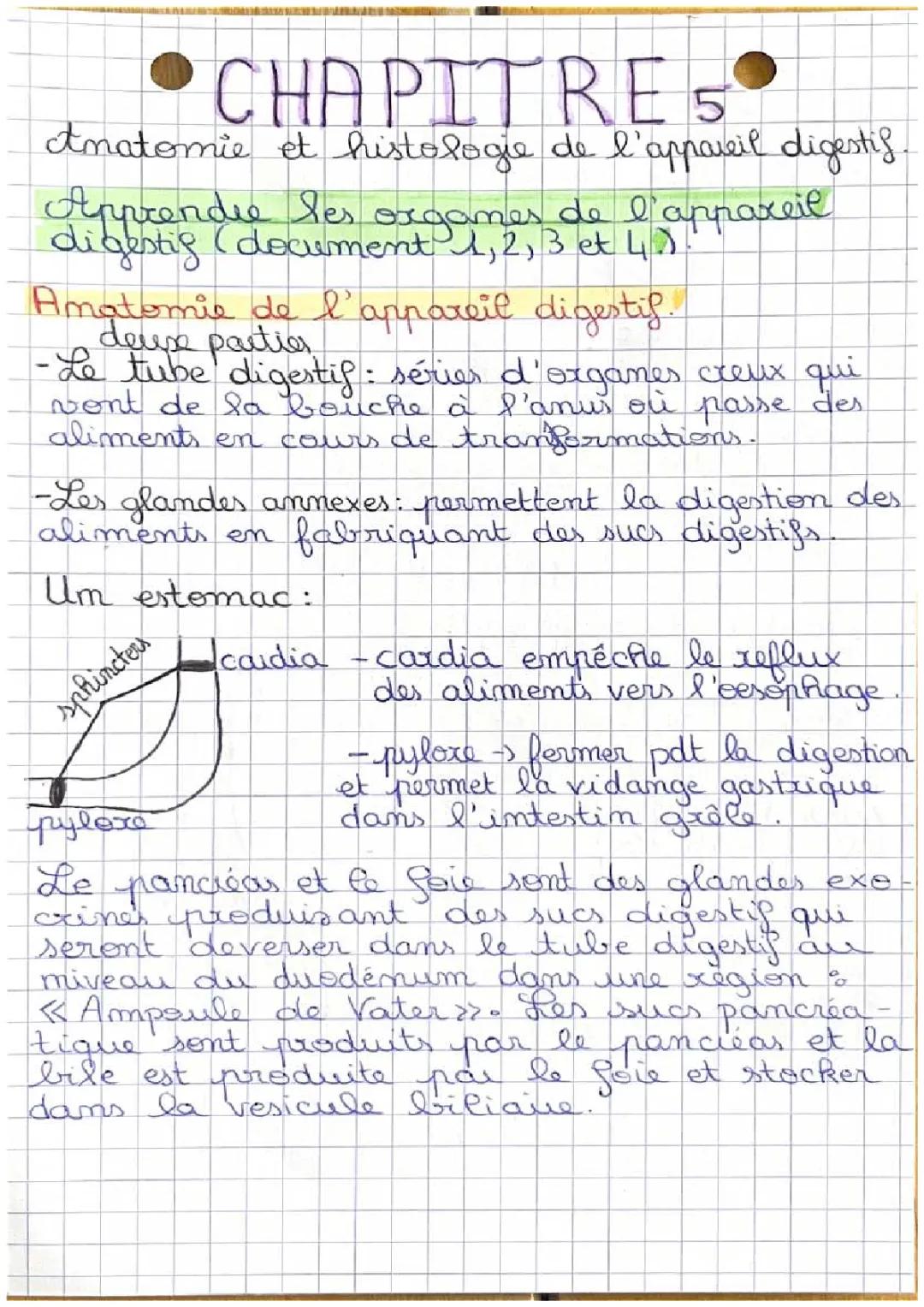 Schéma et anatomie de l'appareil digestif humain - Fiche de révision BPH ST2S (ST2S) - Knowunity