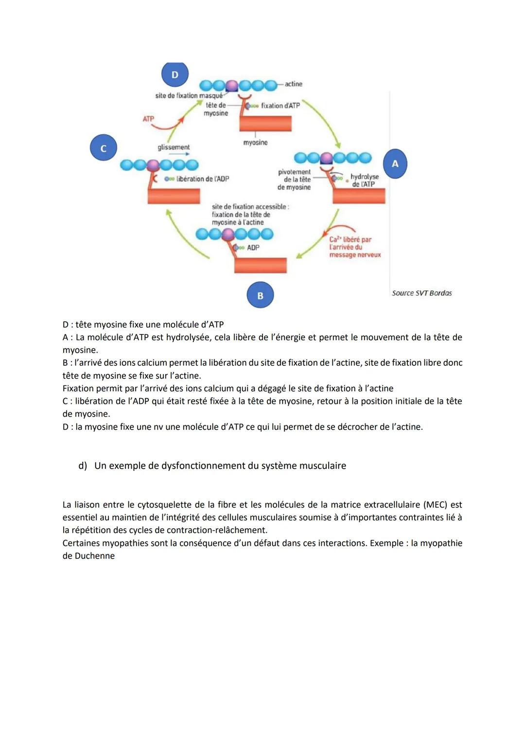 Les 5 étapes de la contraction musculaire : Comprendre le rôle du ...
