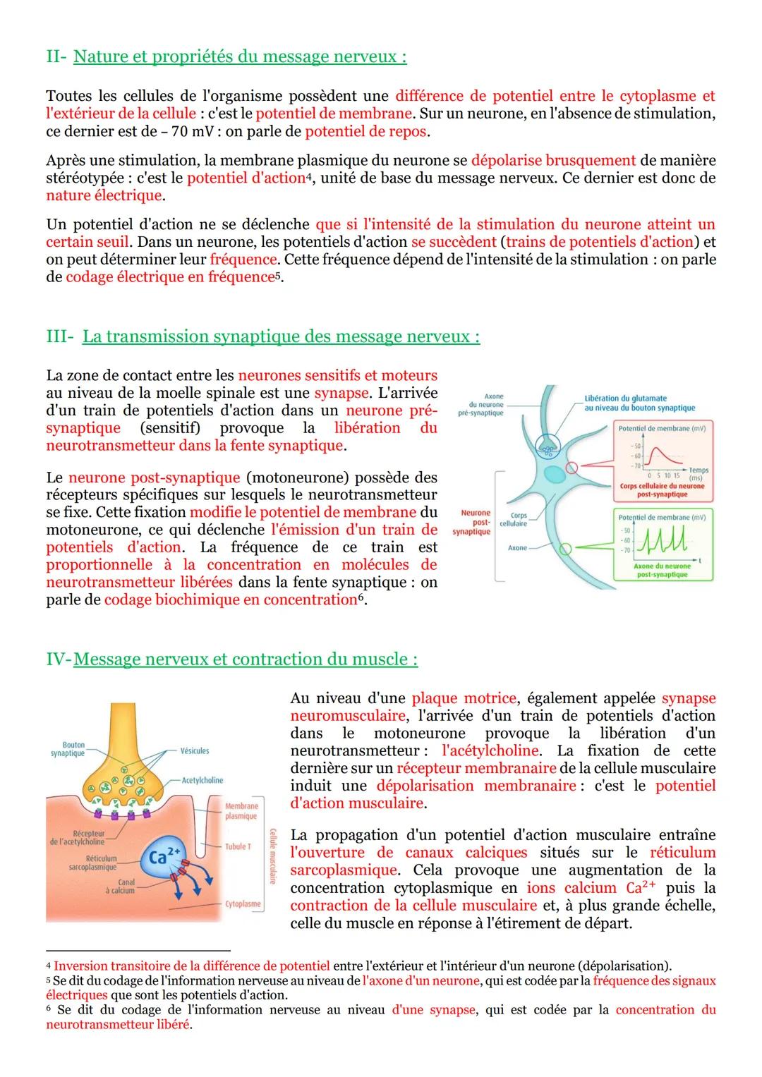 Tout Savoir sur le Réflexe Myotatique : Définitions, Exemples et ...
