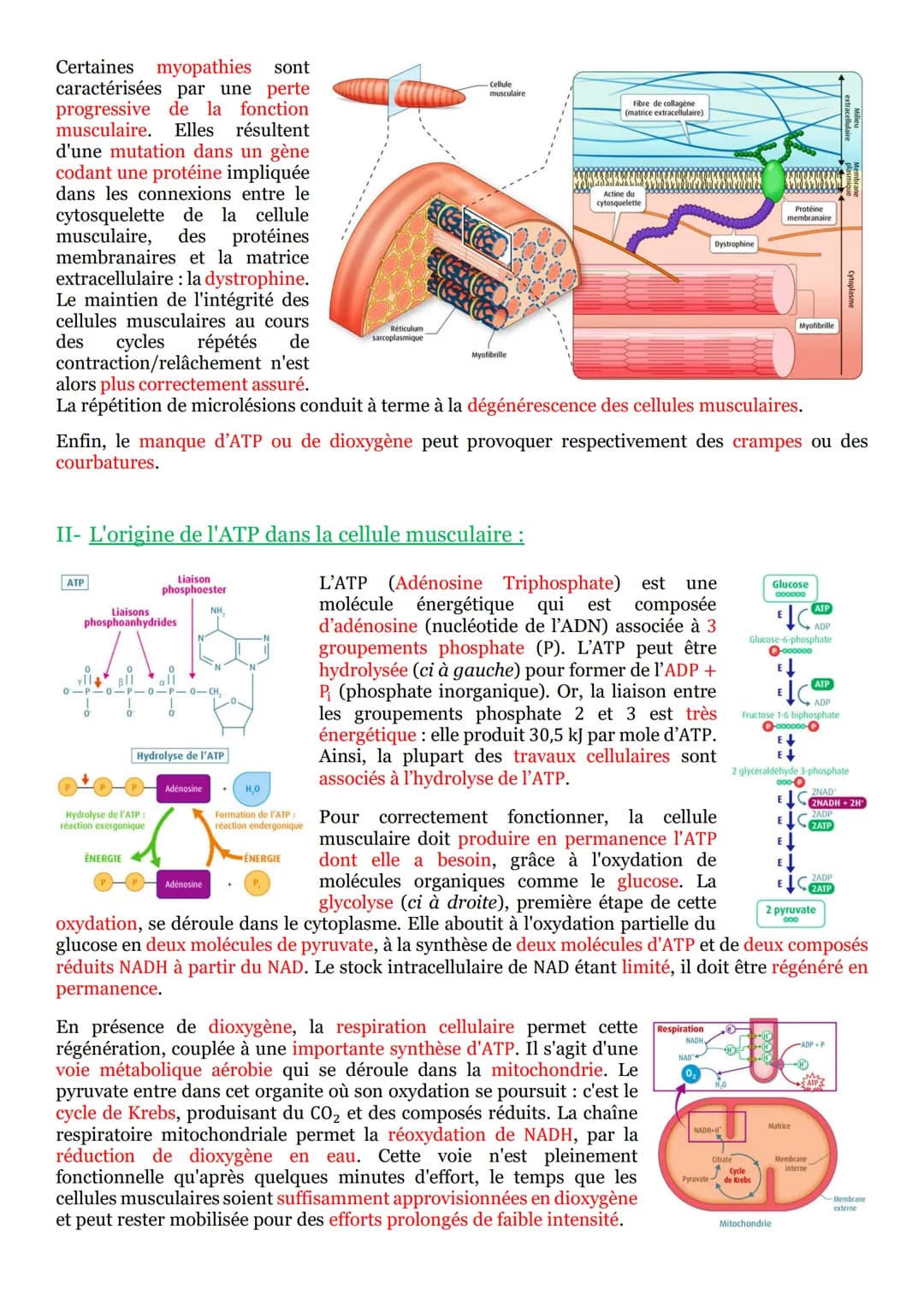 Tout Savoir sur le Réflexe Myotatique : Définitions, Exemples et ...