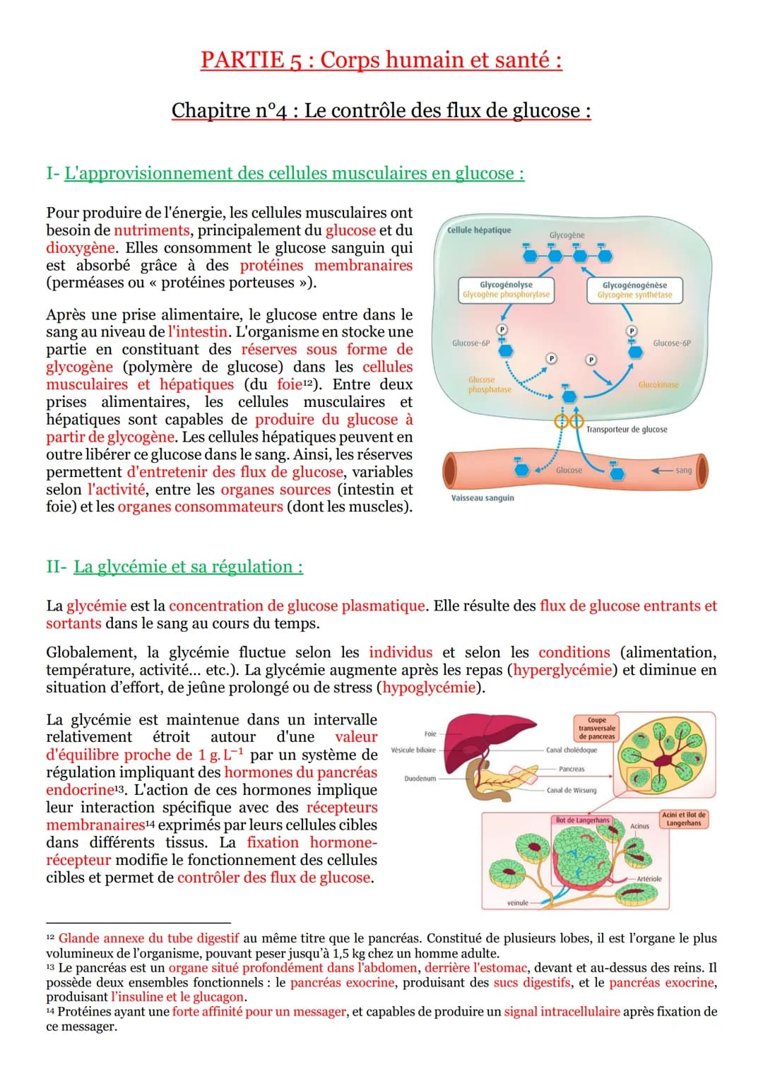 Tout Savoir sur le Réflexe Myotatique : Définitions, Exemples et ...