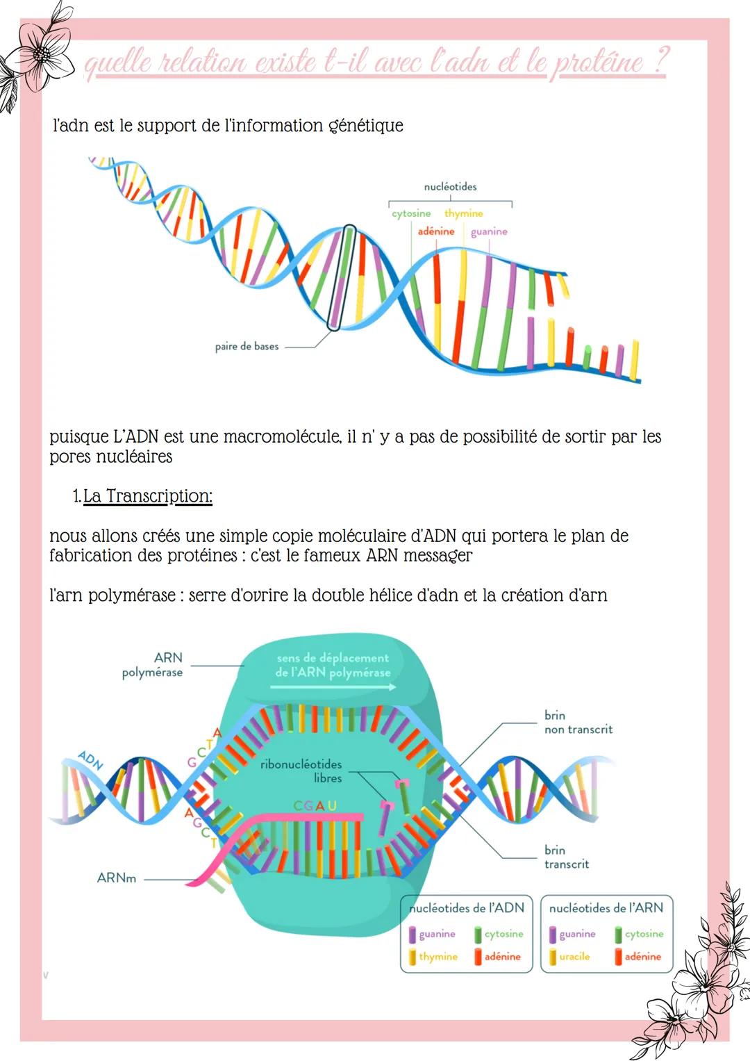 l'expression de patrimoine génitique (SVT) - Knowunity