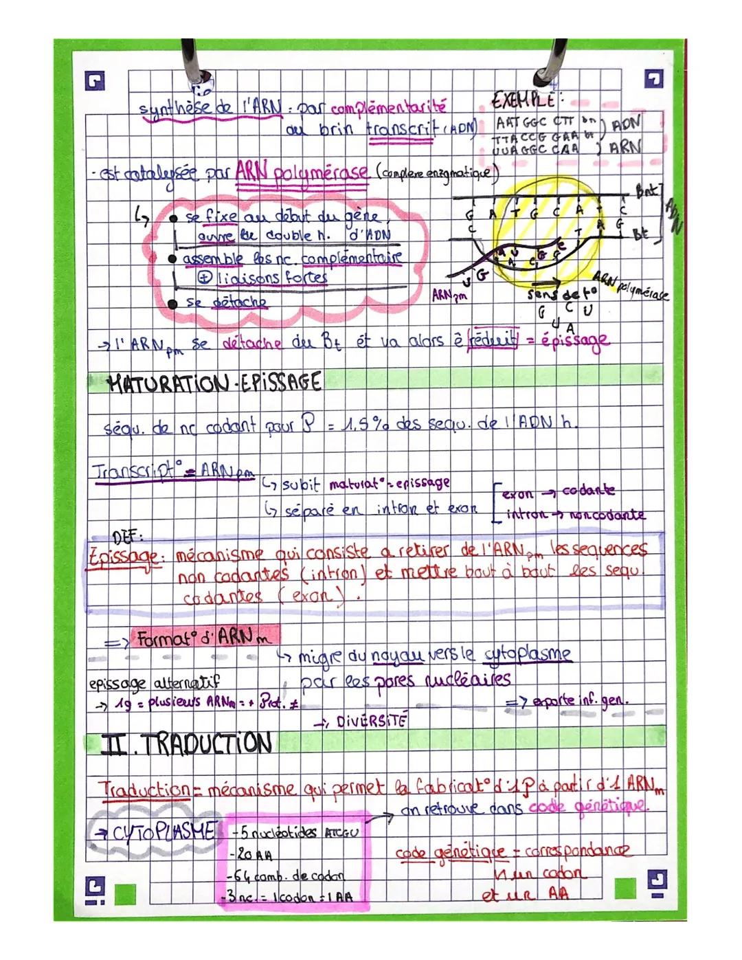 Transcription et Traduction SVT : Synthèse des Protéines Schéma Simple ...