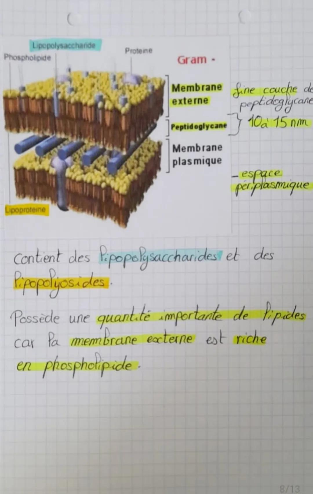 Explication simple: Tout sur les Plasmides et leur Rôle dans les ...