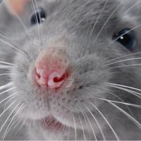 Découvre la Versification en Poésie : Règles et Types de Vers ...