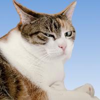 Analyse linéaire : "Le cageot" de Francis Ponge, Le Parti pris des ...